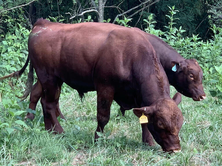Questions about Red Poll Cattle: History and Differences